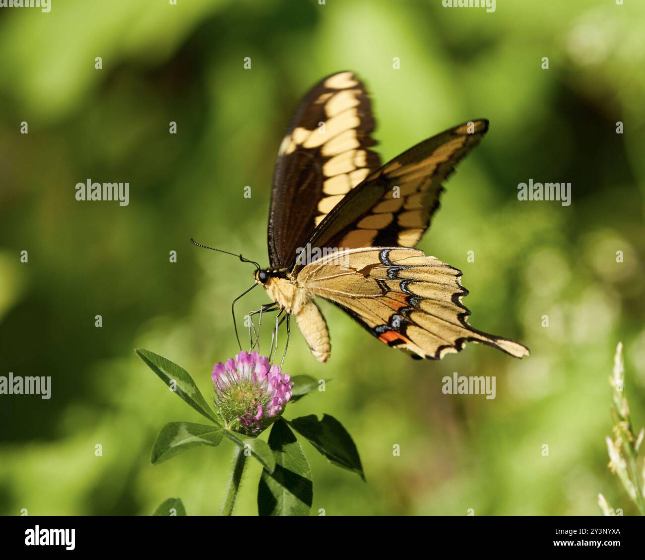 Eastern Giant Swallowtail (Heraclides cresphontes) Insecta Stock Photo ...