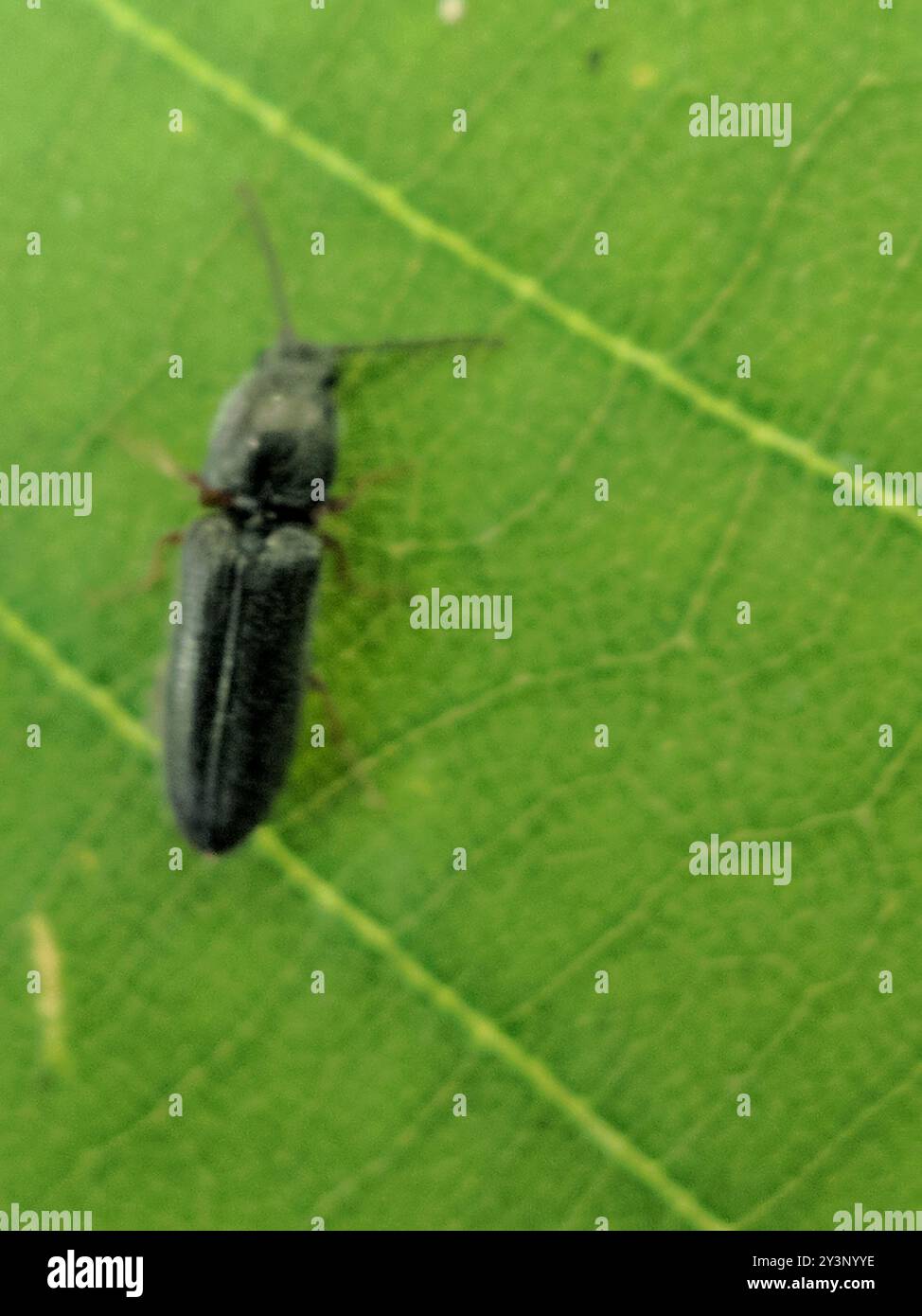 Basal Click Beetle (Limonius basilaris) Insecta Stock Photo - Alamy