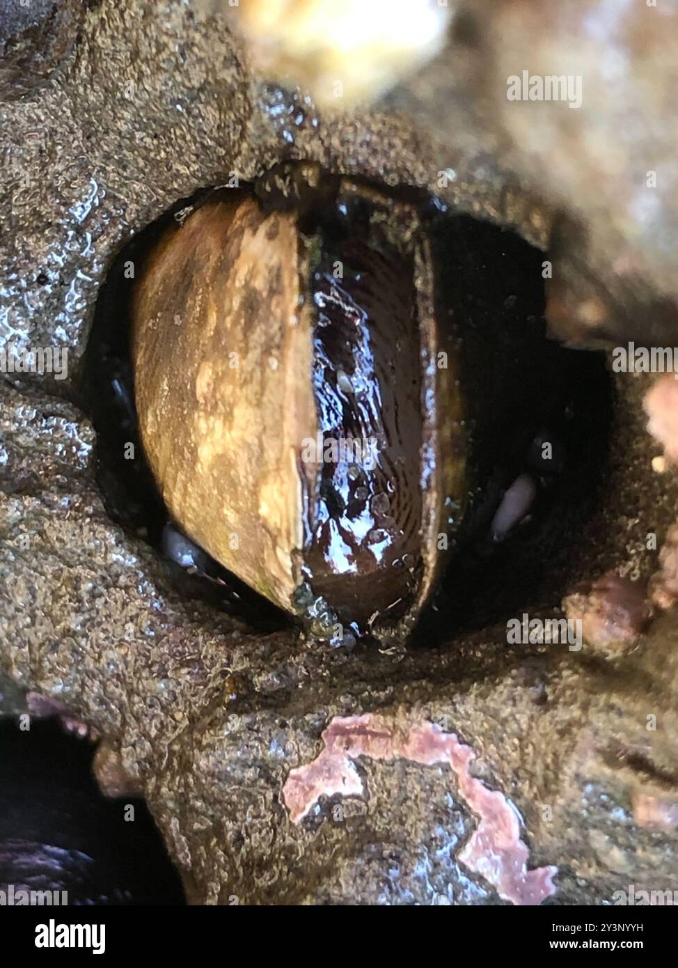 Piddocks and Angelwings (Pholadidae) Mollusca Stock Photo - Alamy