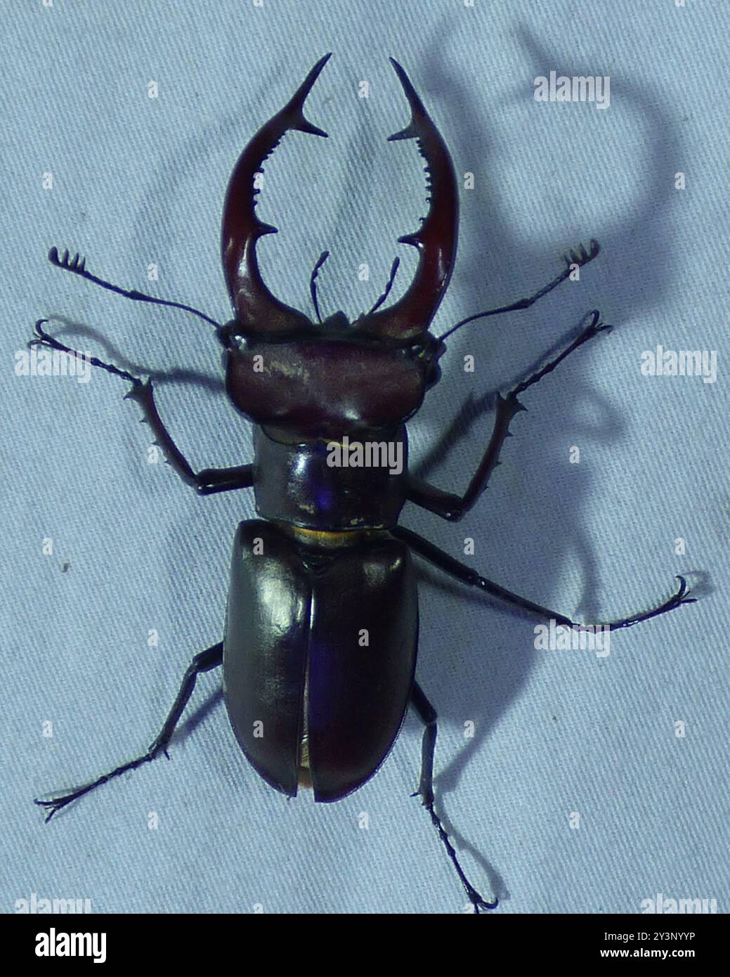 Giant Stag Beetle (Lucanus elaphus) Insecta Stock Photo - Alamy