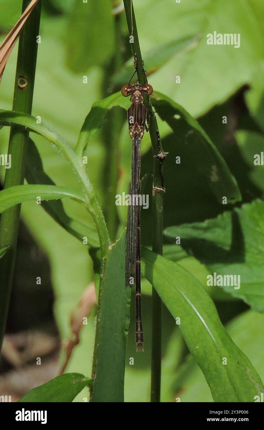 Slender Spreadwing (Lestes rectangularis) Insecta Stock Photo - Alamy