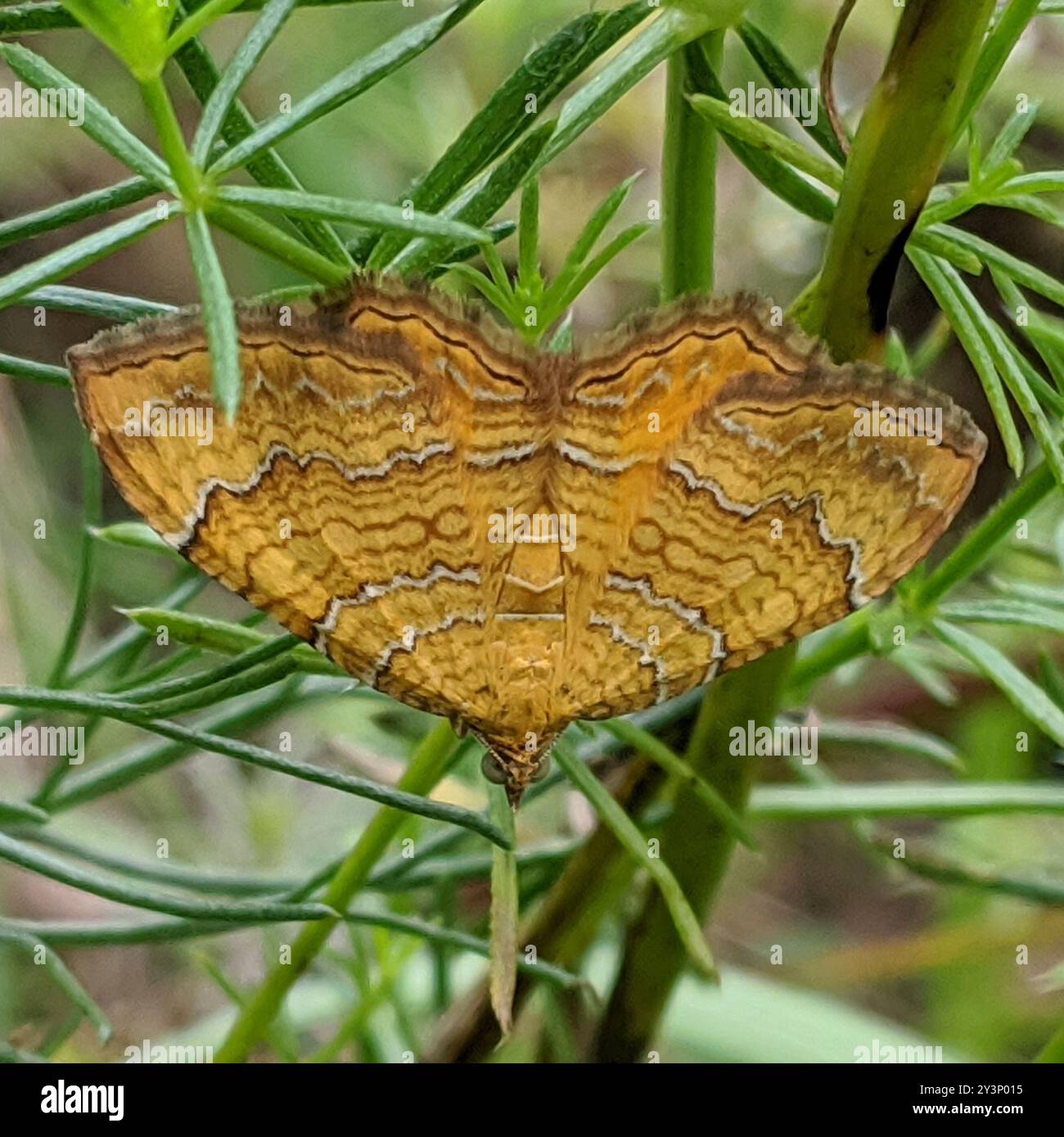 Yellow Shell Moth (Camptogramma bilineata) Insecta Stock Photo - Alamy