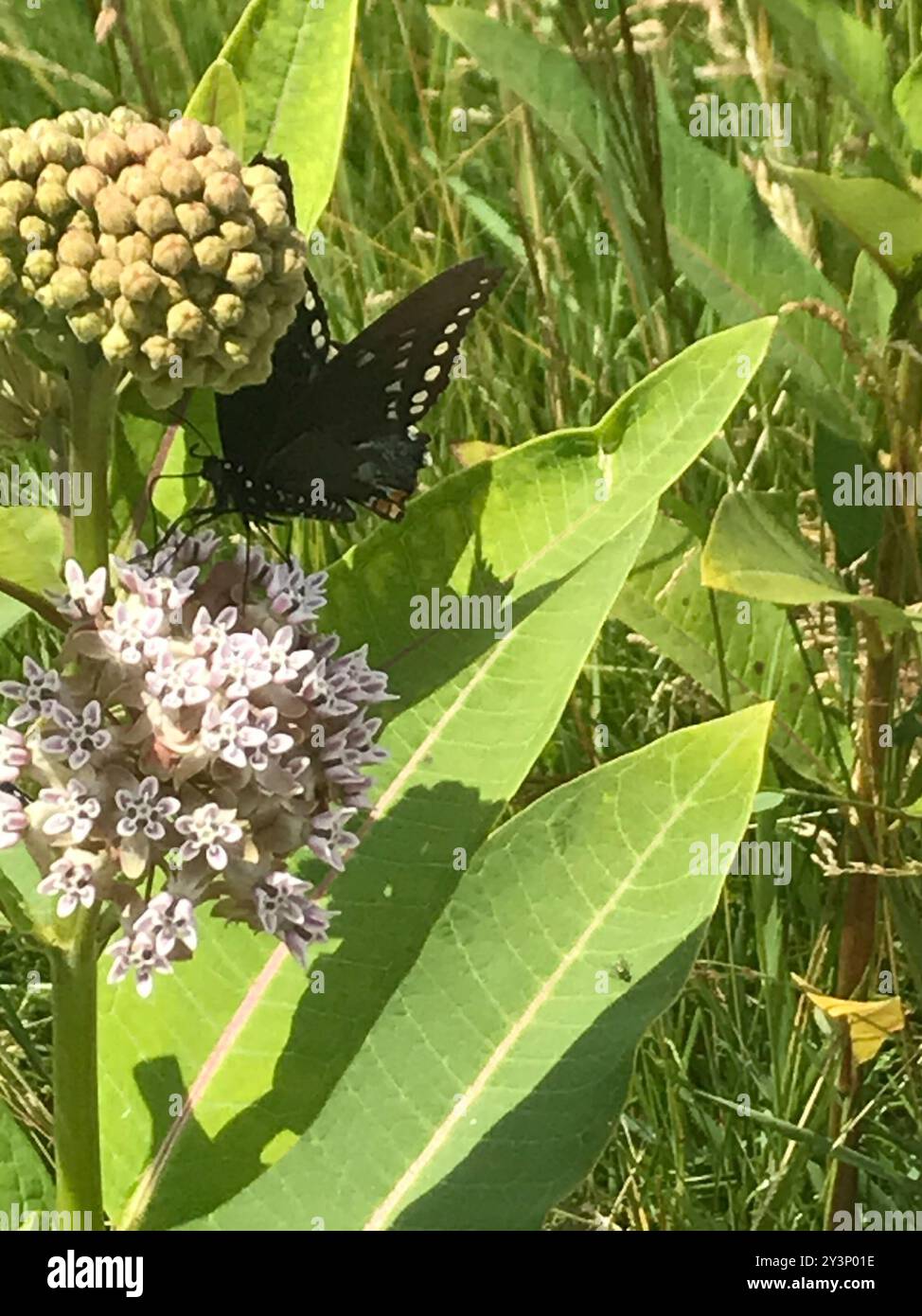 Spicebush Swallowtail (Papilio troilus) Insecta Stock Photo - Alamy