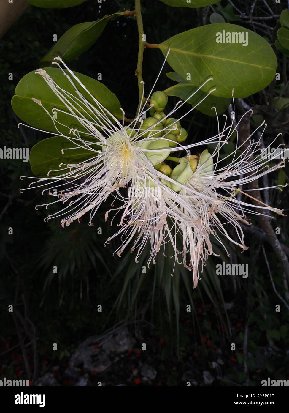 bay-leaved caper (Cynophalla flexuosa) Plantae Stock Photo - Alamy