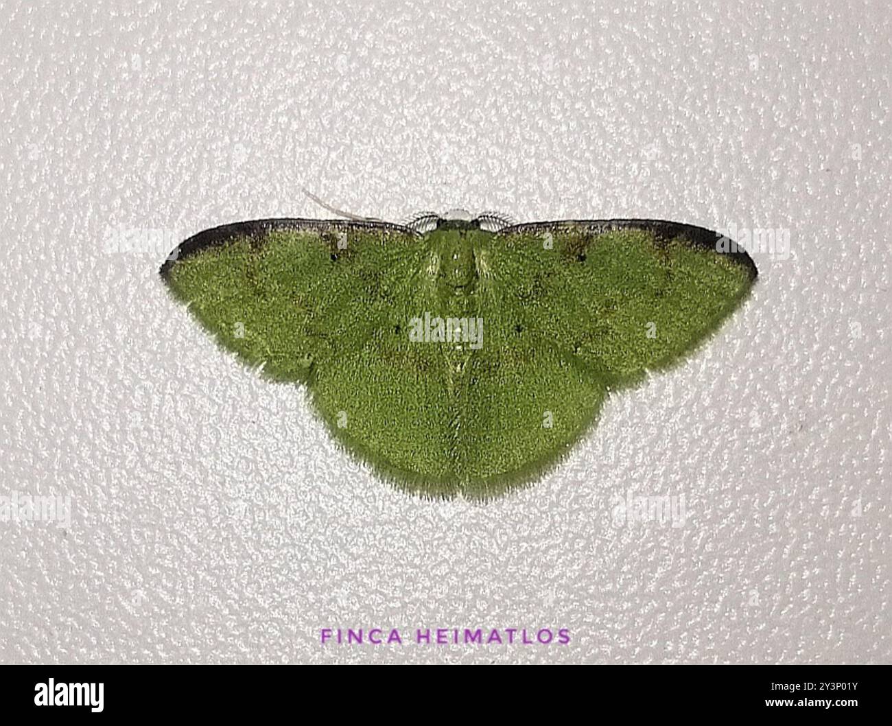 Emerald Moths (Geometrinae) Insecta Stock Photo - Alamy