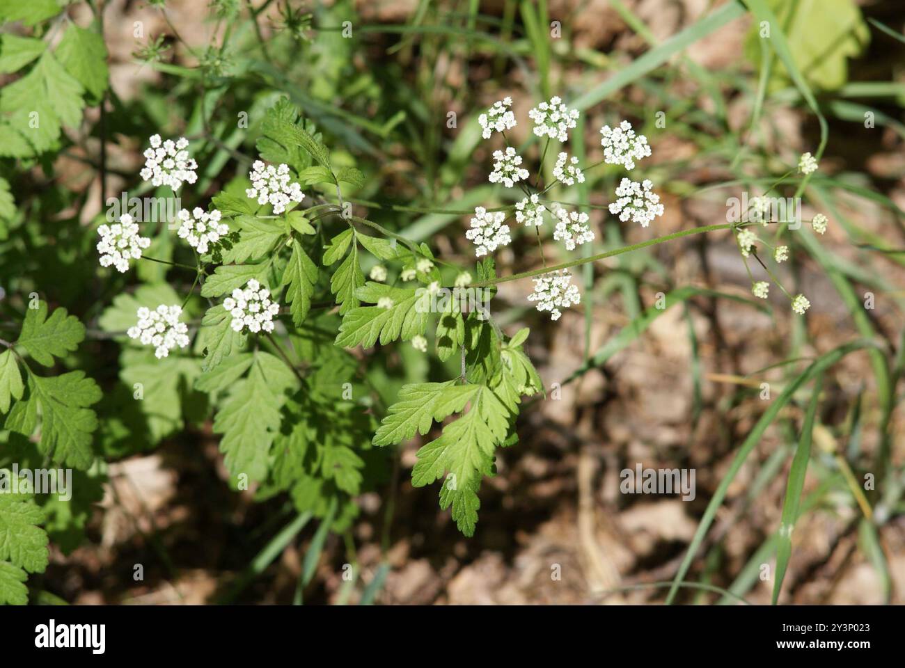 common hedge parsley (Torilis arvensis) Plantae Stock Photo - Alamy