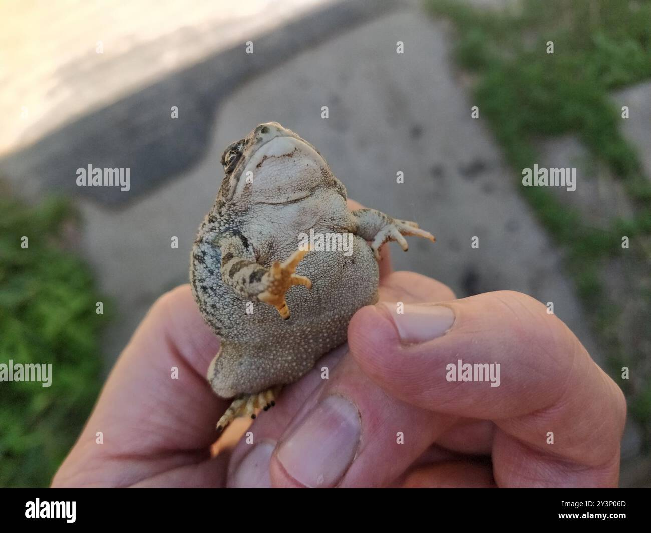 Great Plains Toad (Anaxyrus cognatus) Amphibia Stock Photo - Alamy