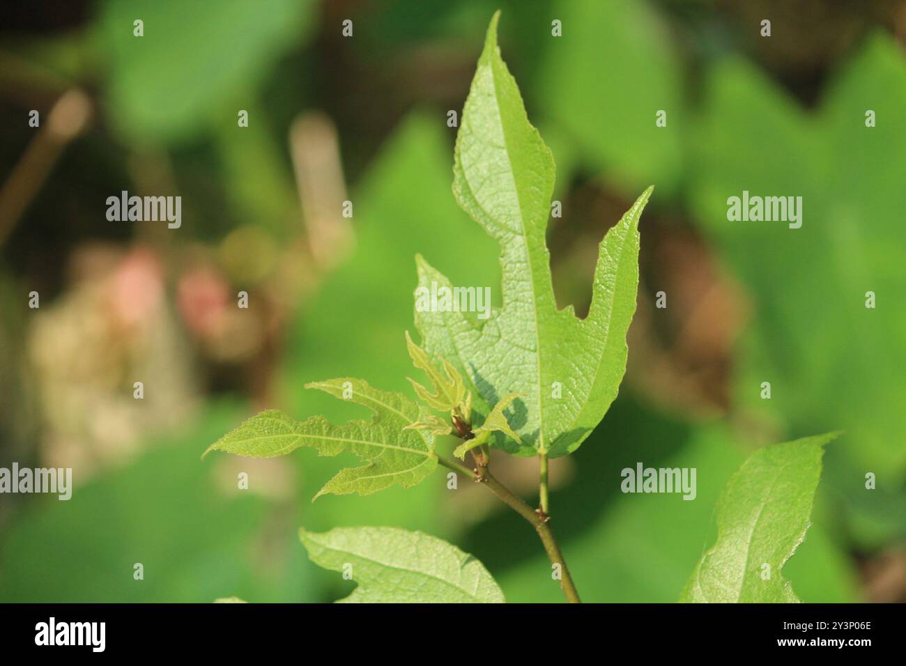 sandpaper tree (Ficus exasperata) Plantae Stock Photo - Alamy