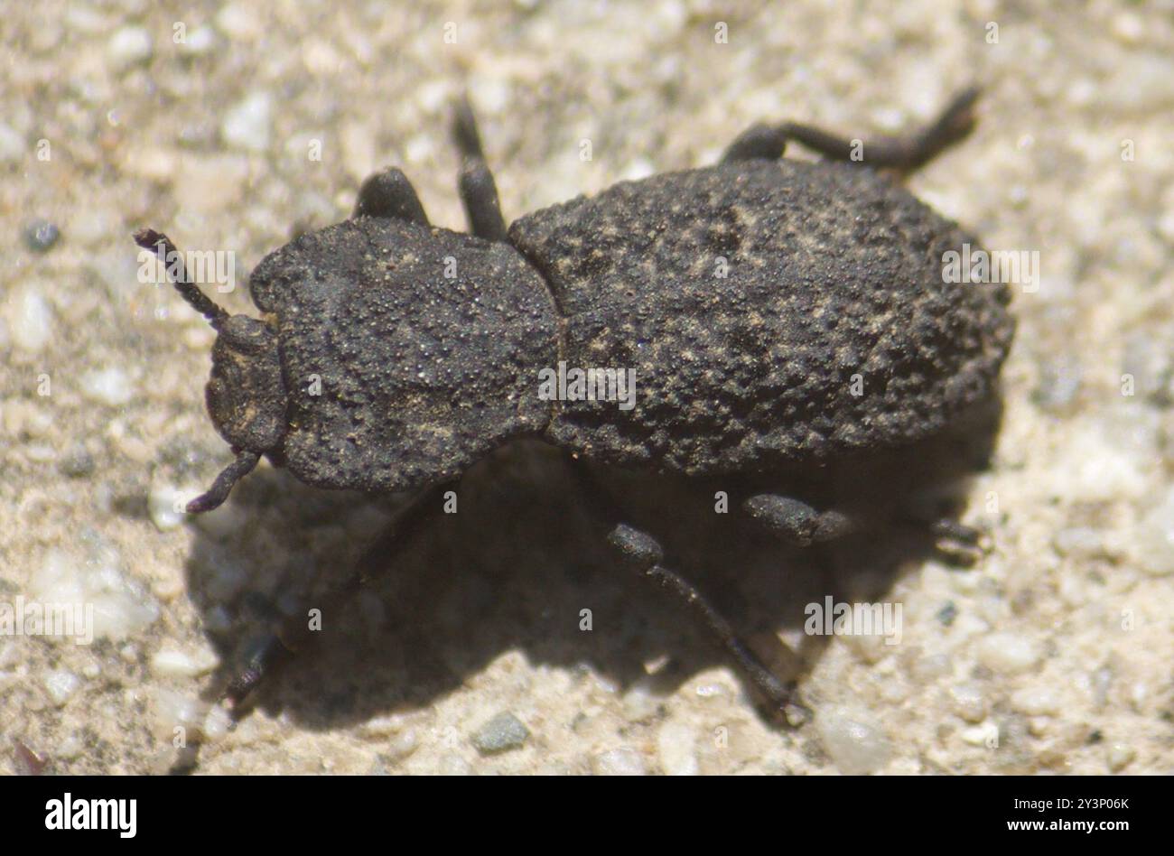Diabolical Ironclad Beetle (Phloeodes diabolicus) Insecta Stock Photo ...