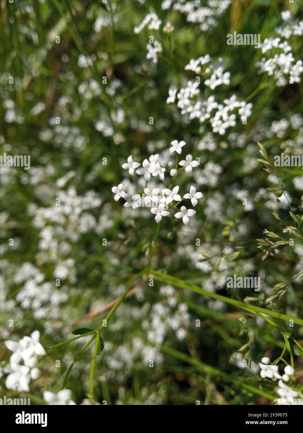 Common Marsh-bedstraw (Galium palustre) Plantae Stock Photo - Alamy