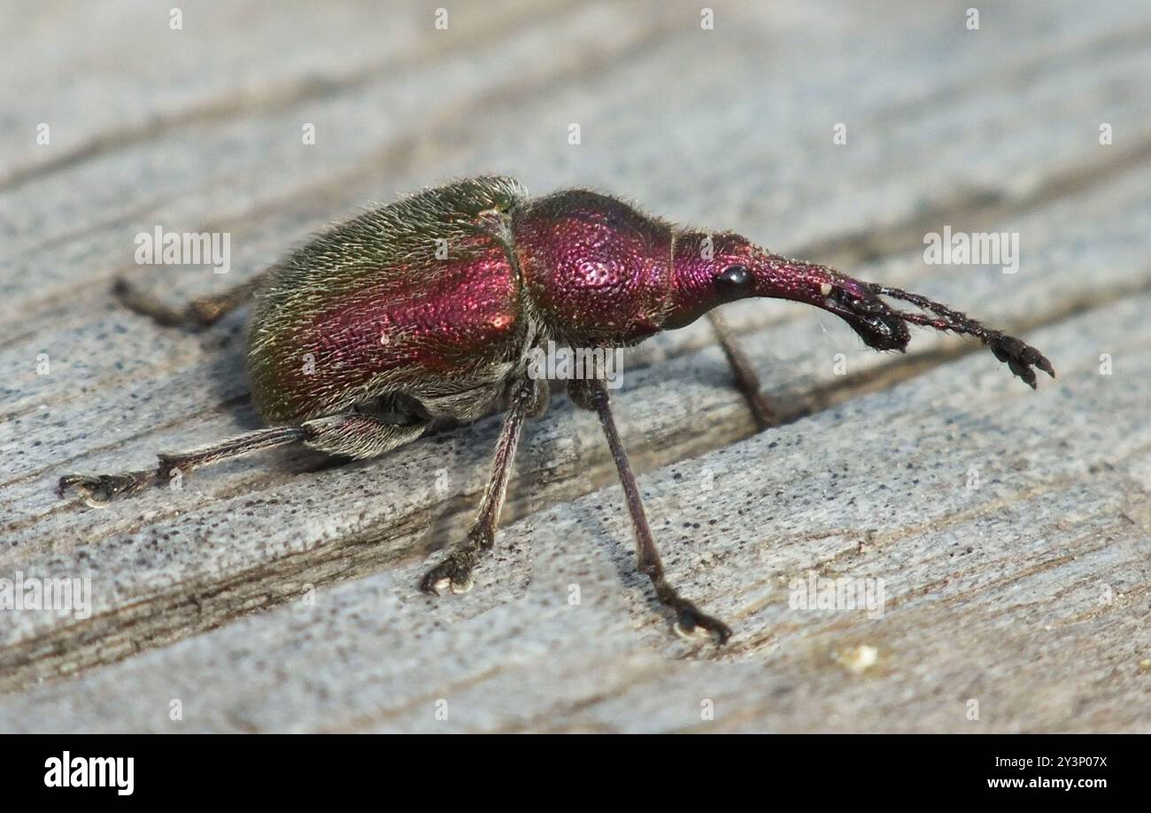 (Rhynchites giganteus) Insecta Stock Photo - Alamy
