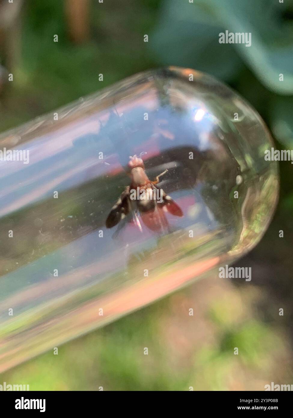 Common Picture-winged Fly (Delphinia picta) Insecta Stock Photo - Alamy