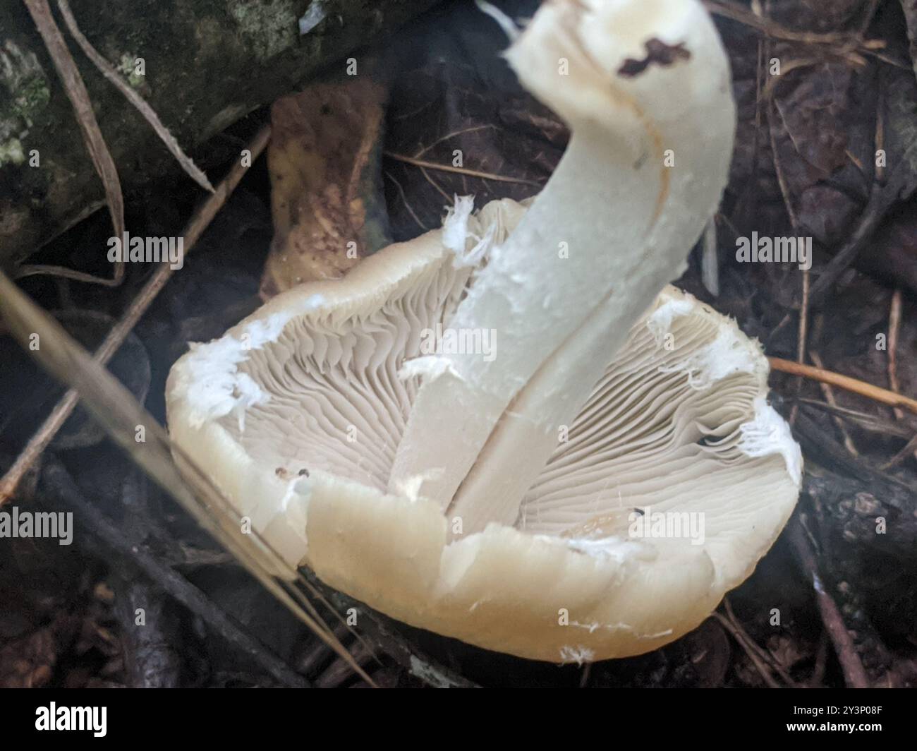 Pale Brittlestem (Candolleomyces candolleanus) Fungi Stock Photo - Alamy