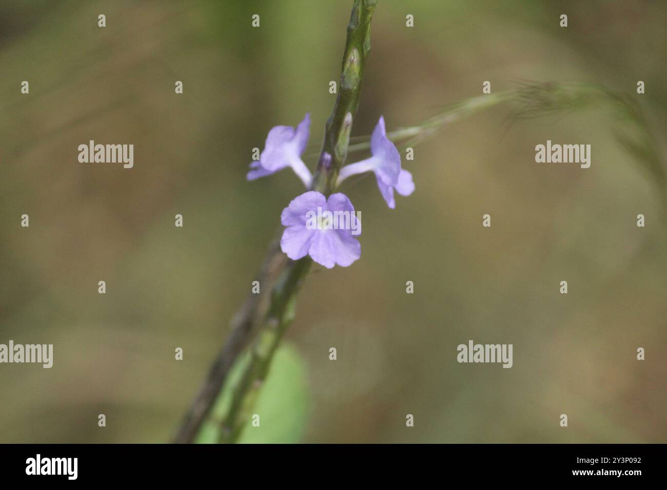 Blue Porterweed (Stachytarpheta jamaicensis) Plantae Stock Photo - Alamy