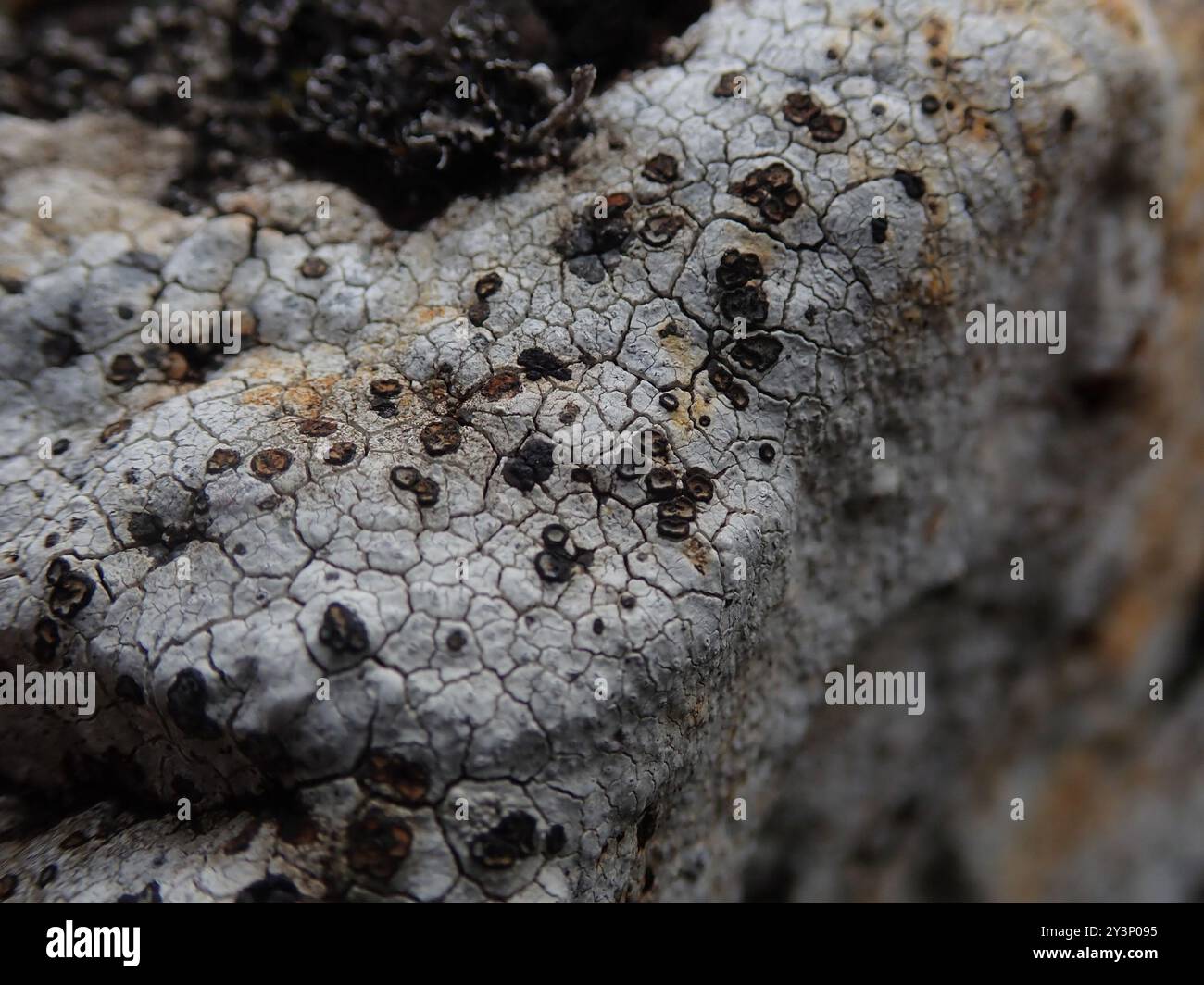 Carlott's porpidia lichen (Porpidia carlottiana) Fungi Stock Photo - Alamy