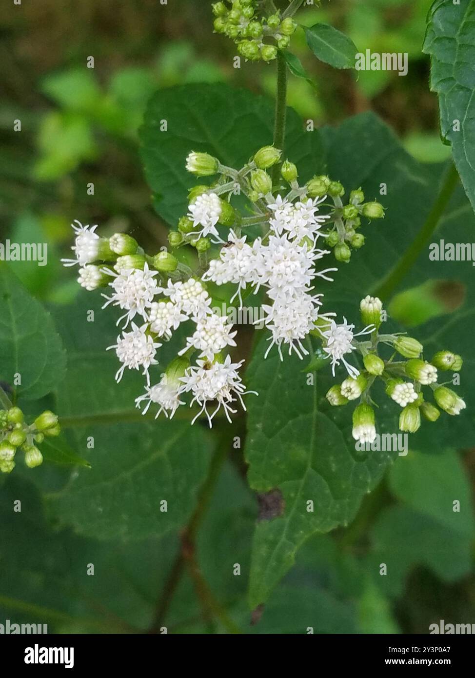 white snakeroot (Ageratina altissima) Plantae Stock Photo - Alamy