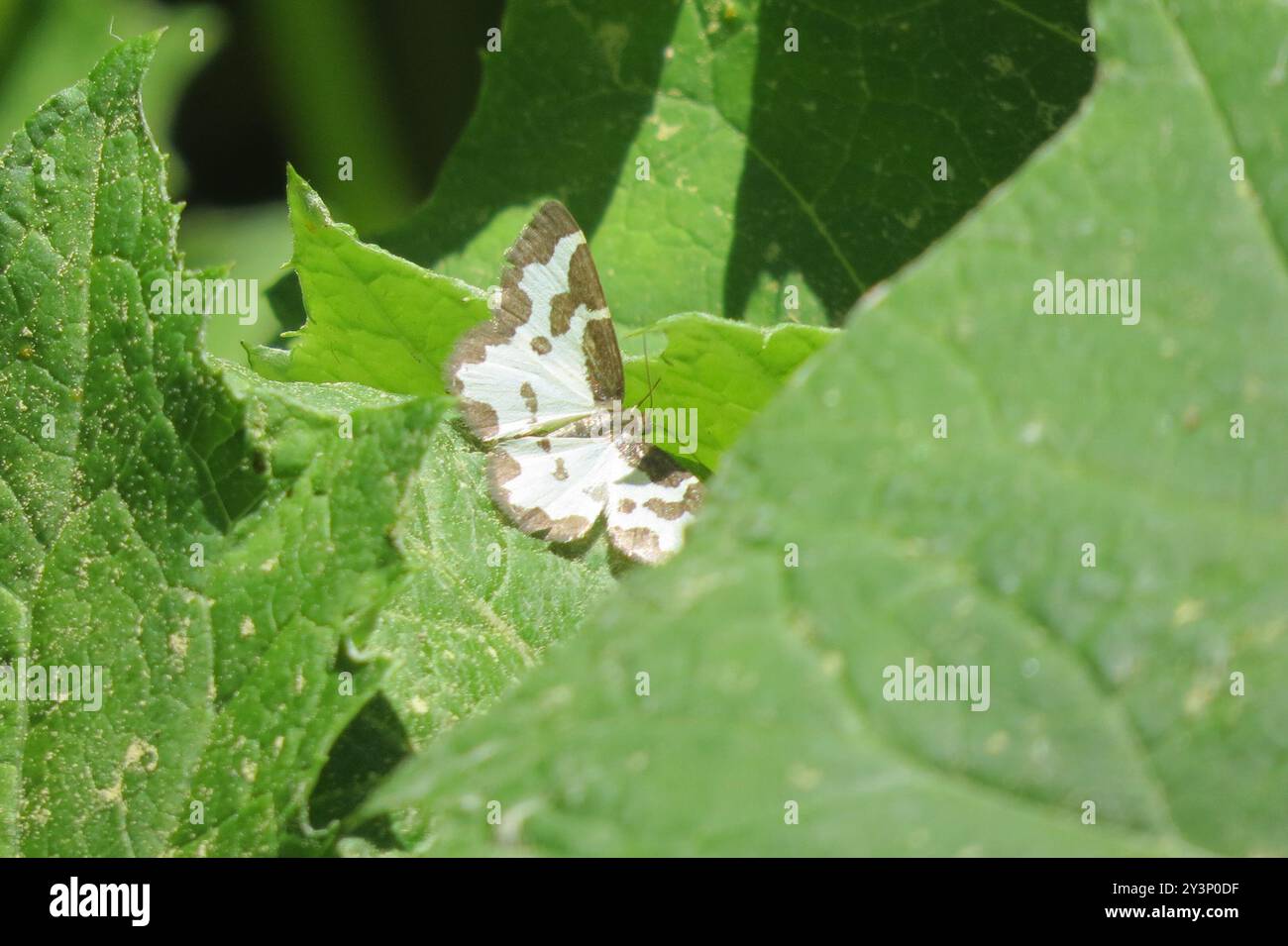 Clouded Border (Lomaspilis marginata) Insecta Stock Photo - Alamy