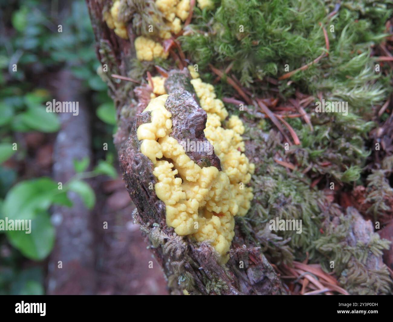 Dog Vomit Slime Mold (Fuligo septica) Protozoa Stock Photo - Alamy