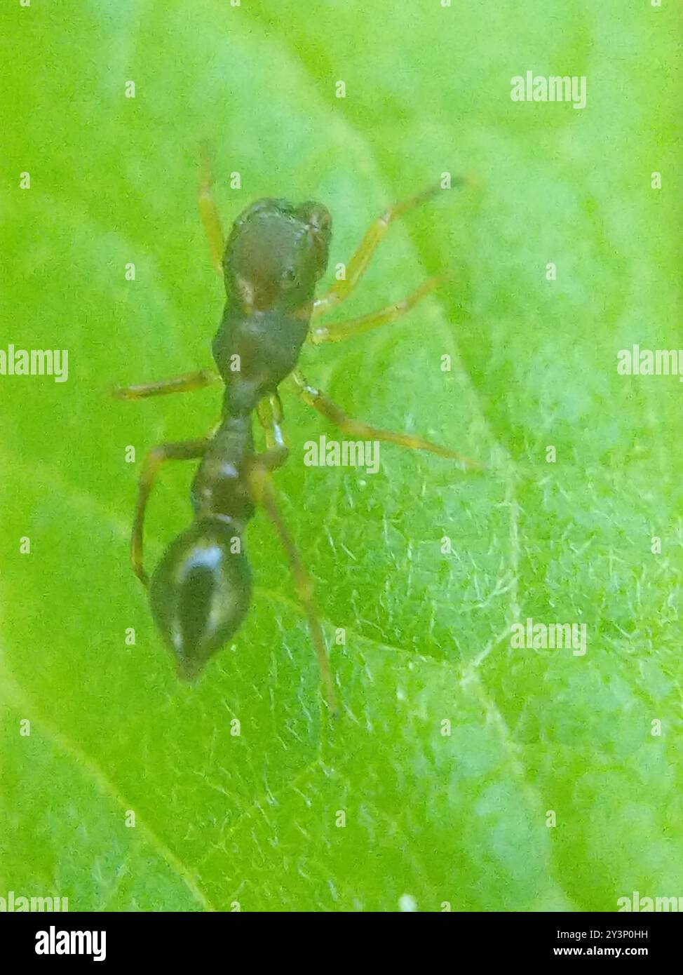 Slender Ant-mimic Jumping Spider (Synemosyna formica) Arachnida Stock ...