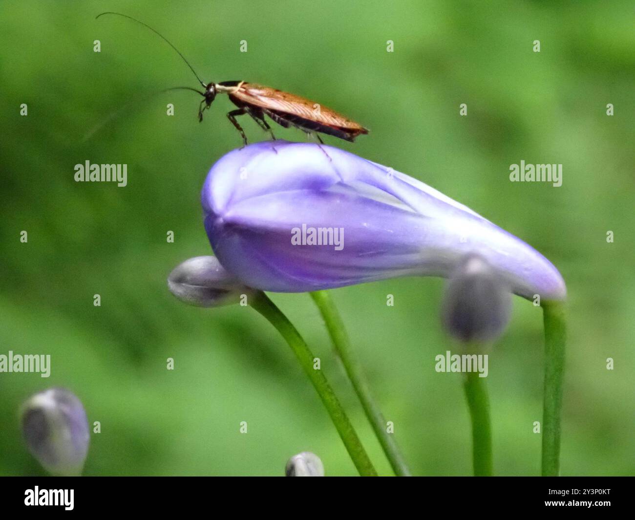 Forest Cockroach (Ectobius sylvestris) Insecta Stock Photo - Alamy