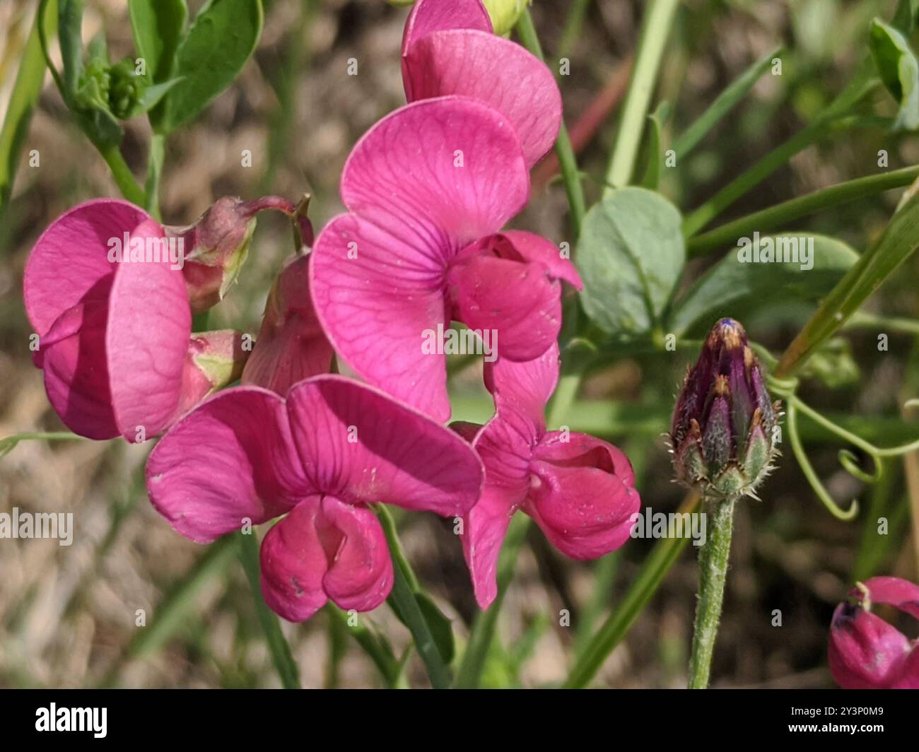 tuberous pea (Lathyrus tuberosus) Plantae Stock Photo - Alamy