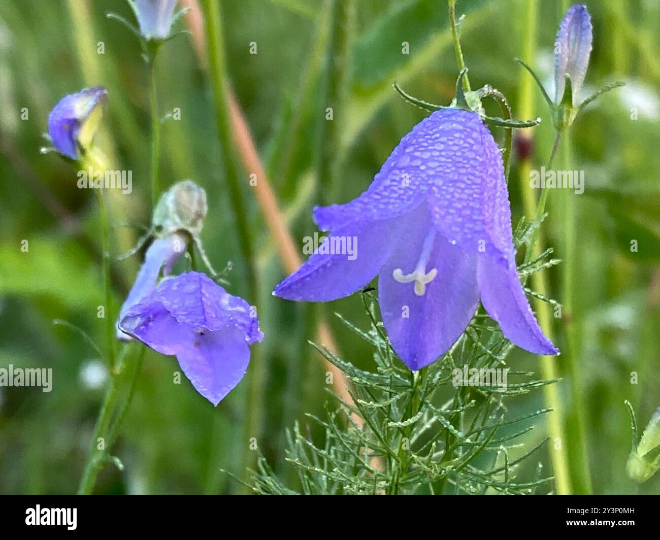 Common Harebell (Campanula rotundifolia) Plantae Stock Photo - Alamy