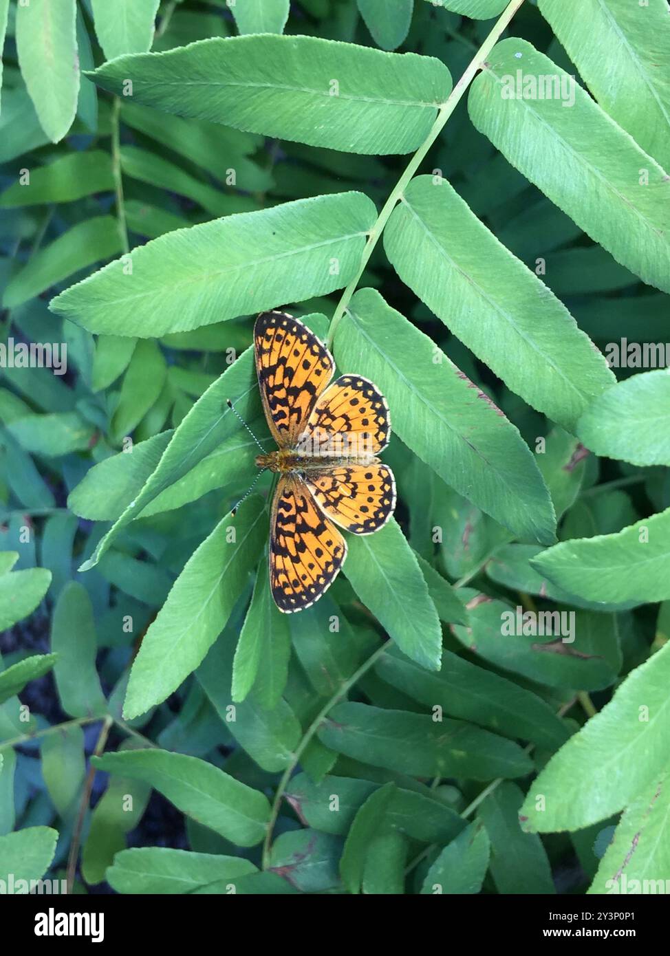 American Silver-bordered Fritillary (Boloria myrina) Insecta Stock ...