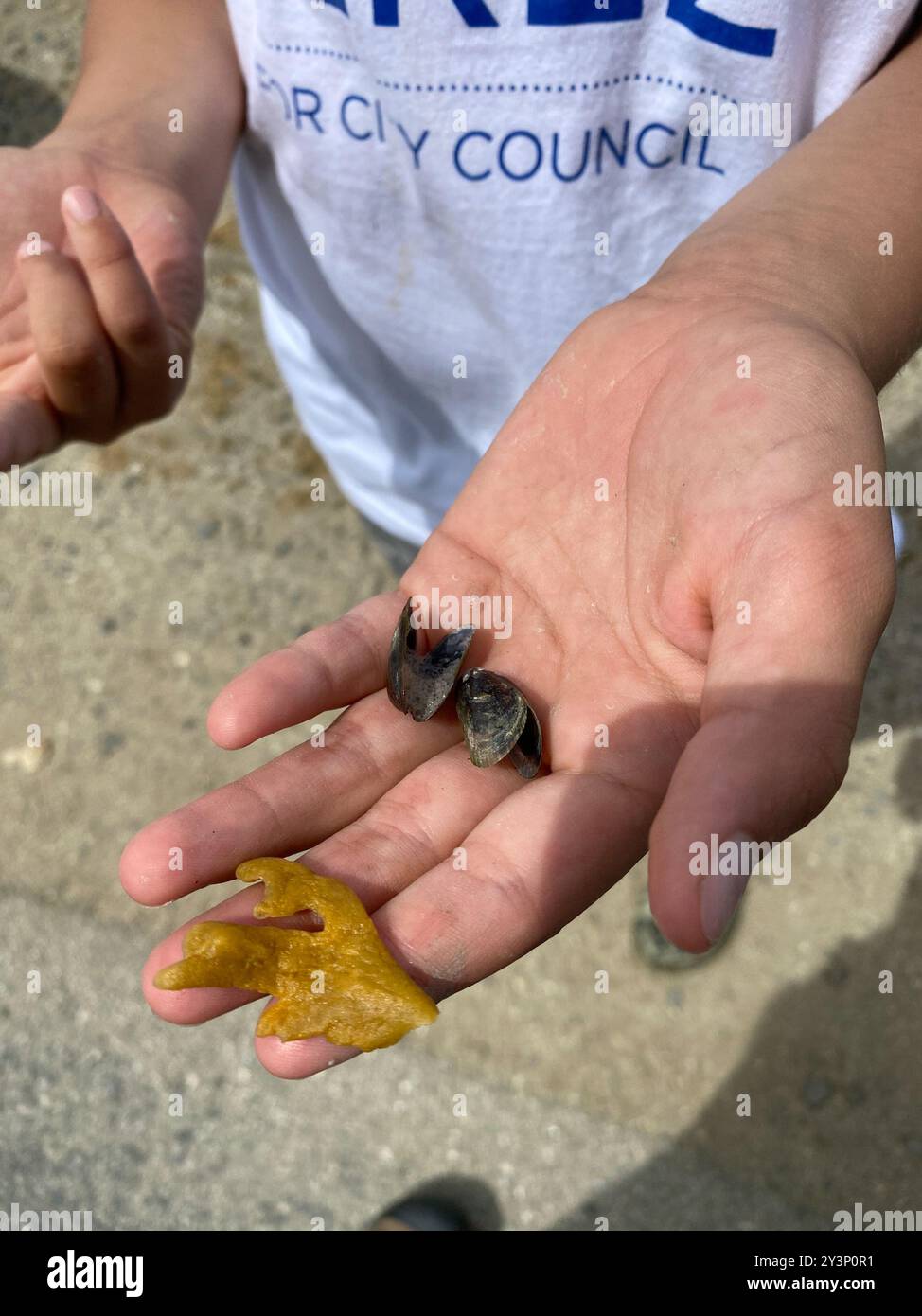 Asian Date Mussel (Arcuatula senhousia) Mollusca Stock Photo - Alamy