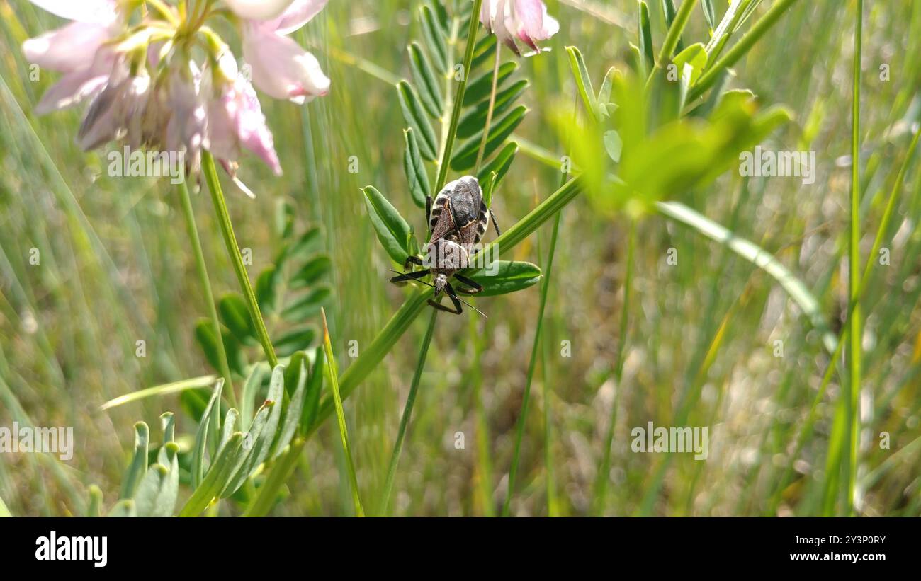 Plains Bee Assassin (Apiomerus spissipes) Insecta Stock Photo - Alamy