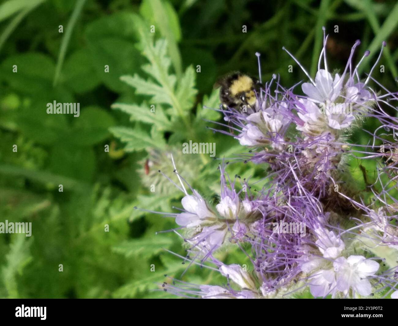 Yellow-faced Bumble Bee (Bombus vosnesenskii) Insecta Stock Photo - Alamy