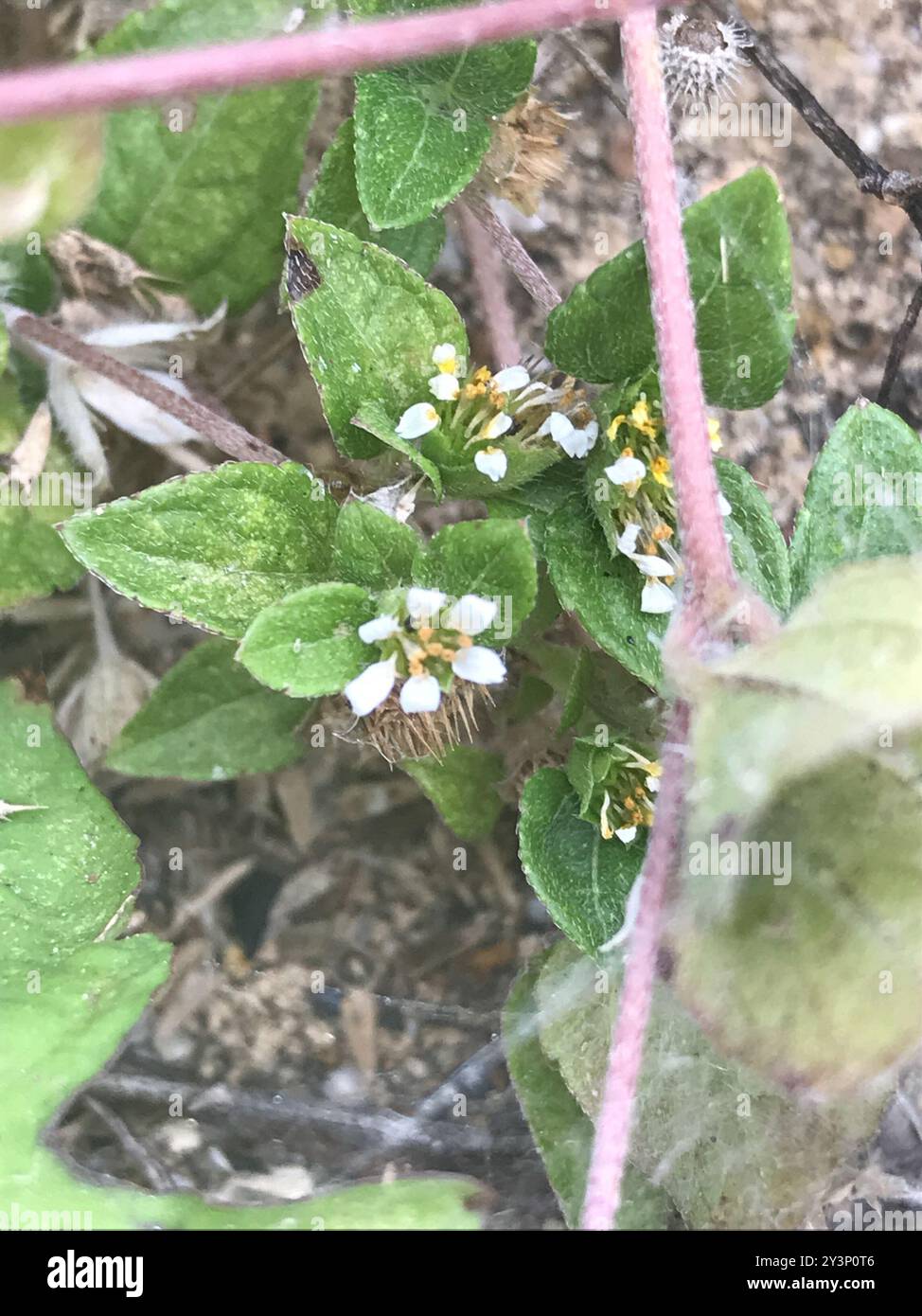 straggler daisy (Calyptocarpus vialis) Plantae Stock Photo - Alamy