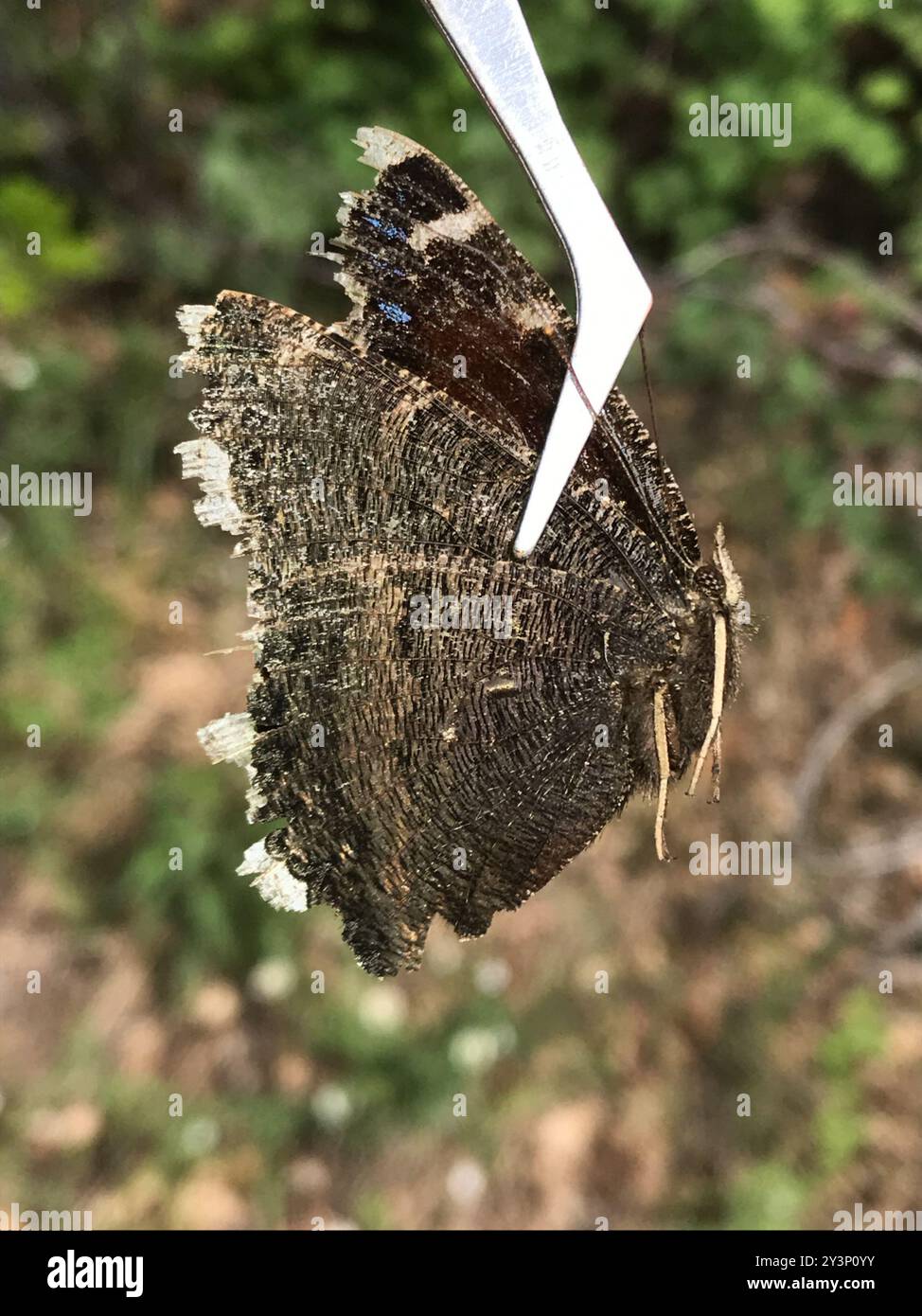 Mourning Cloak (Nymphalis antiopa) Insecta Stock Photo - Alamy