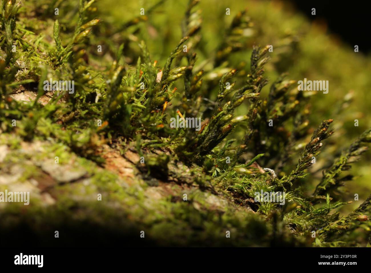 Lateral Cryphaea (Cryphaea heteromalla) Plantae Stock Photo - Alamy