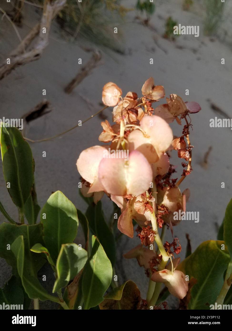 winged dock (Rumex venosus) Plantae Stock Photo - Alamy