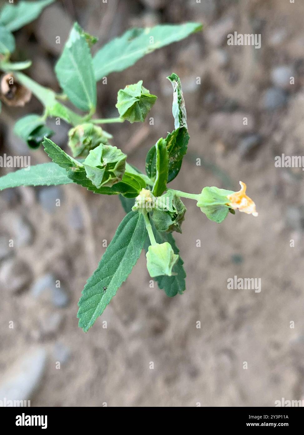 Cuban jute (Sida rhombifolia) Plantae Stock Photo - Alamy