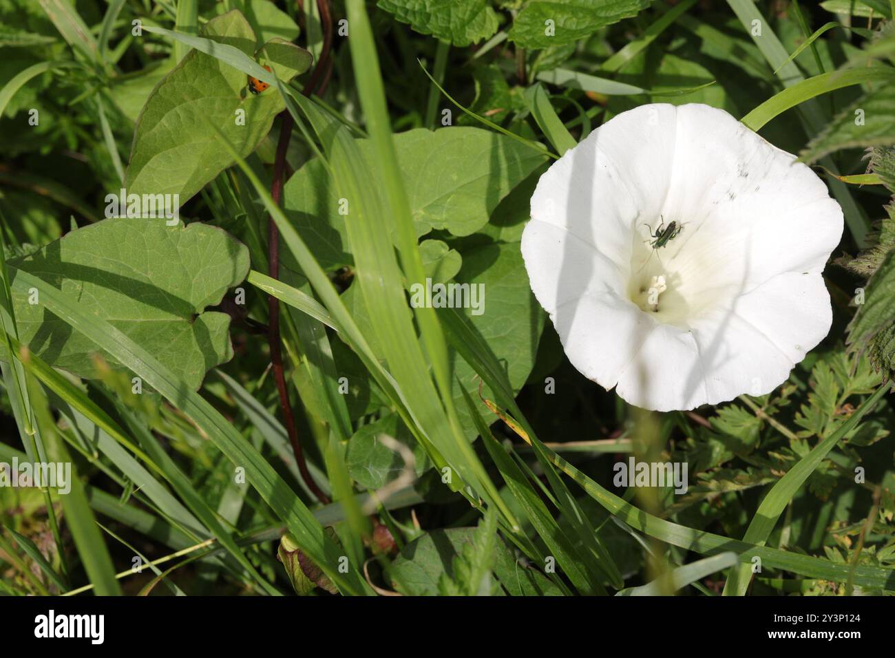 large bindweed (Calystegia silvatica) Plantae Stock Photo - Alamy