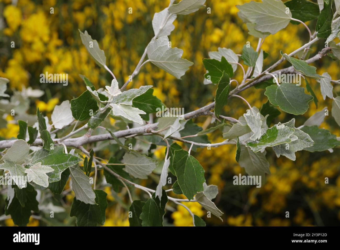 white poplar (Populus alba) Plantae Stock Photo - Alamy