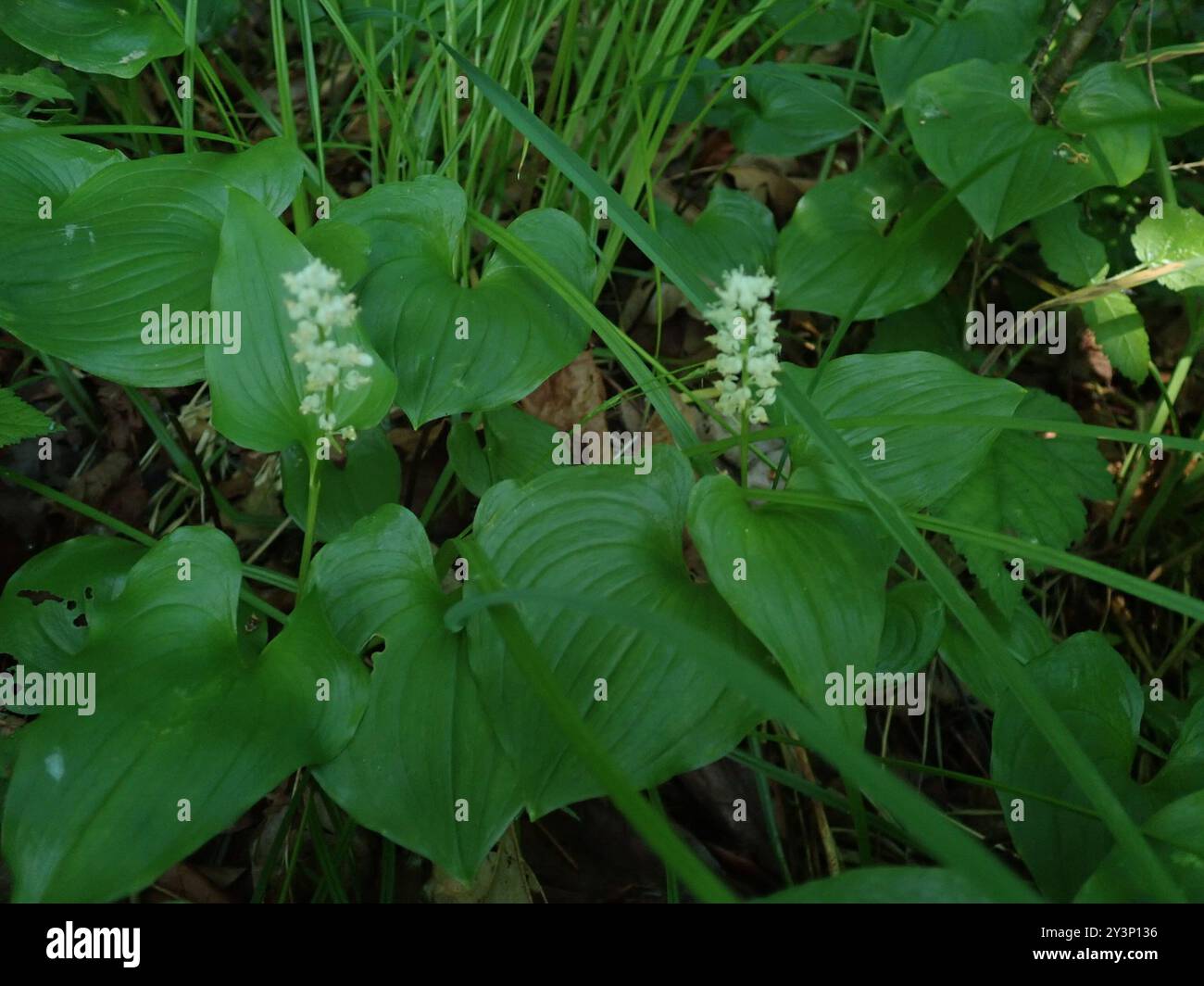 Western Lily of the Valley (Maianthemum dilatatum) Plantae Stock Photo ...