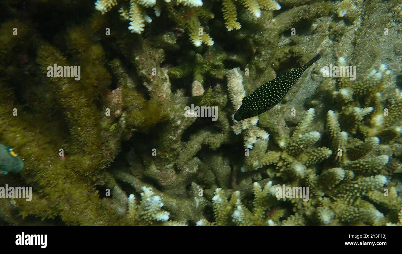 Honeycomb Toby (Canthigaster janthinoptera) Actinopterygii Stock Photo ...