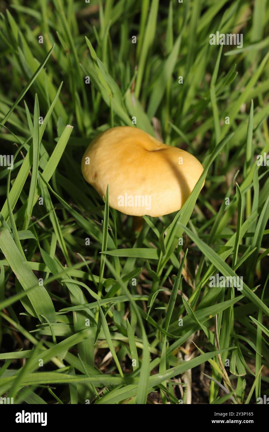 Common Fieldcap (Agrocybe pediades) Fungi Stock Photo - Alamy
