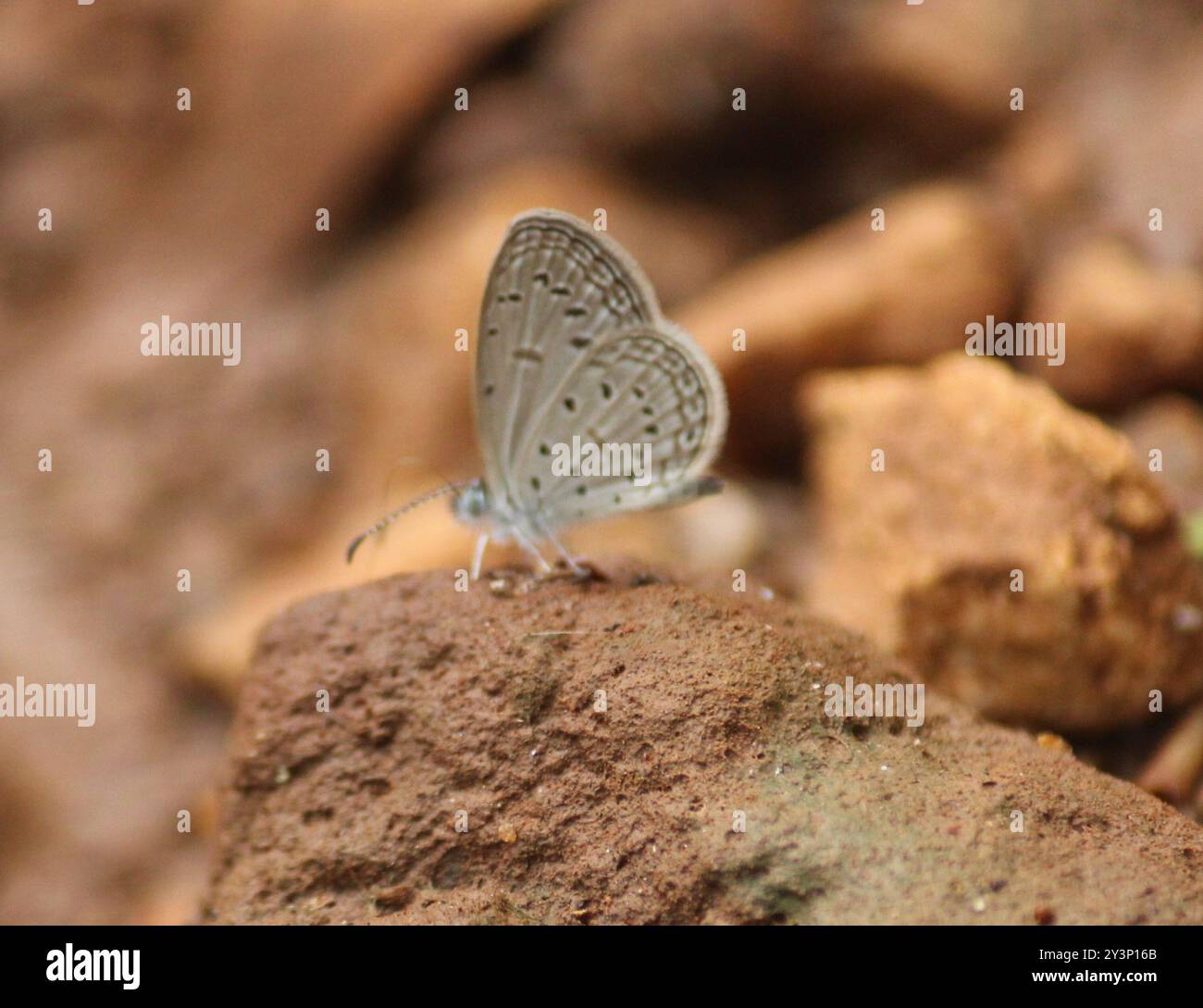 Tiny Grass Blue (Zizula hylax) Insecta Stock Photo - Alamy