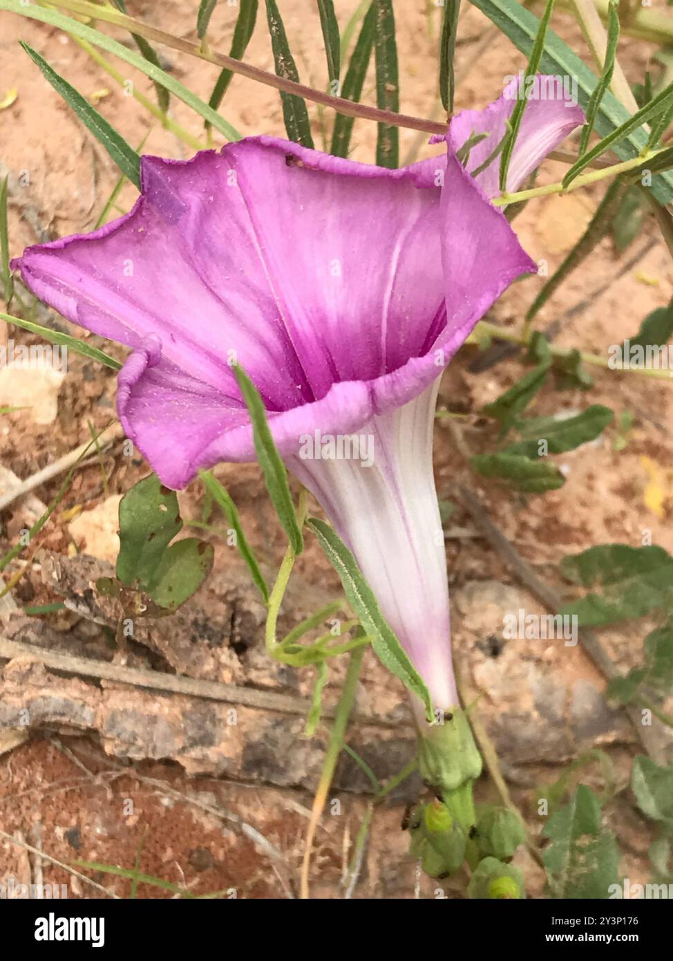 Bush Morning-glory (Ipomoea leptophylla) Plantae Stock Photo - Alamy