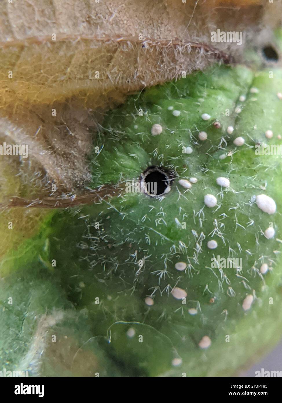 Oak Petiole Gall Wasp (Andricus quercuspetiolicola) Insecta Stock Photo - Alamy