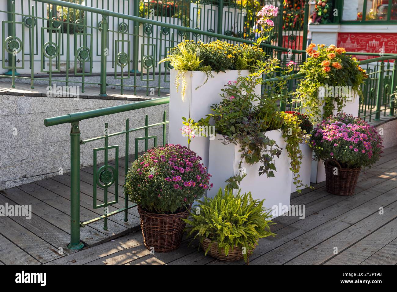 Plants in planters – spherical chrysanthemums, fern, ivy, dahlias ...