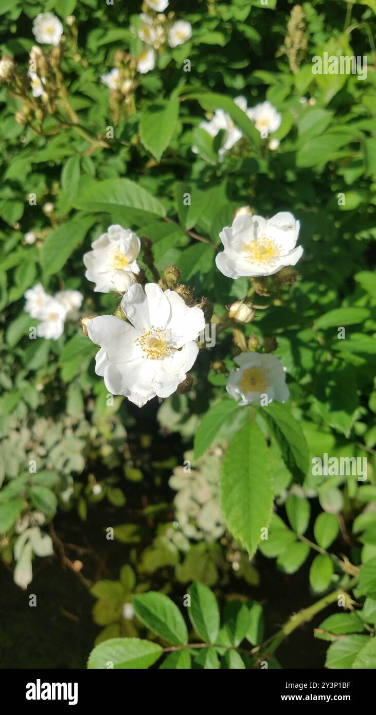 multiflora rose (Rosa multiflora) Plantae Stock Photo - Alamy