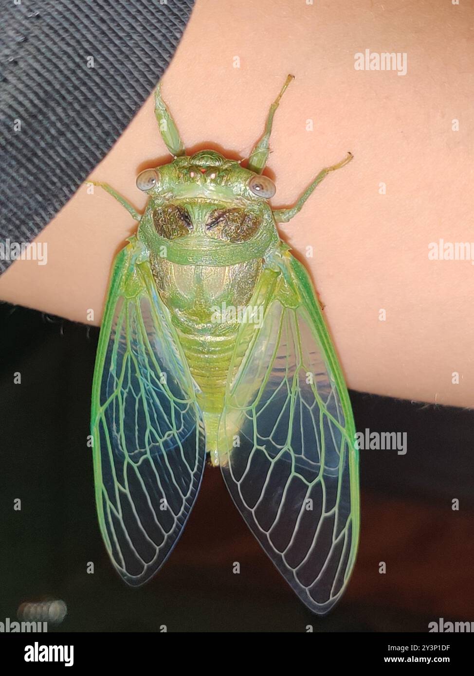 Northern Dusk-singing Cicada (Megatibicen grossa) Insecta Stock Photo ...