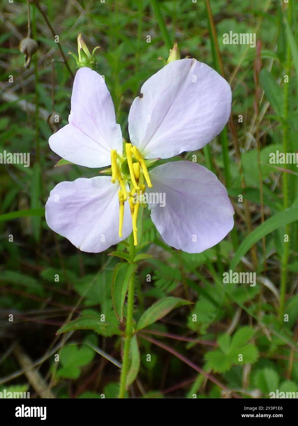 Meadowbeauties (Rhexia) Plantae Stock Photo - Alamy