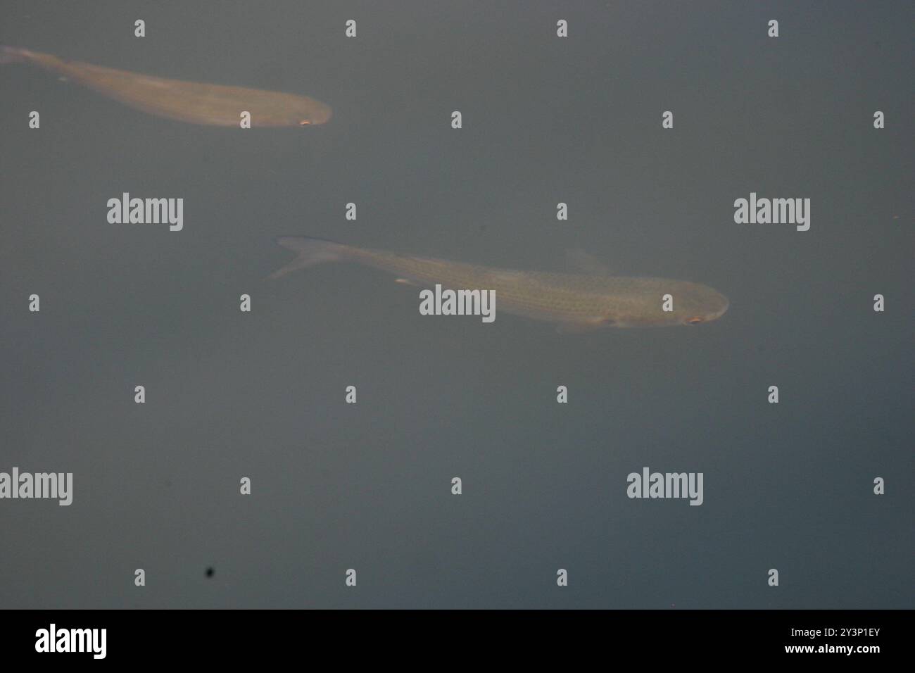 Thinlip Mullet (Chelon ramada) Actinopterygii Stock Photo - Alamy