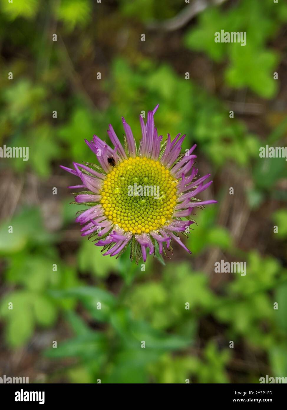 Subalpine Fleabane (Erigeron glacialis) Plantae Stock Photo - Alamy