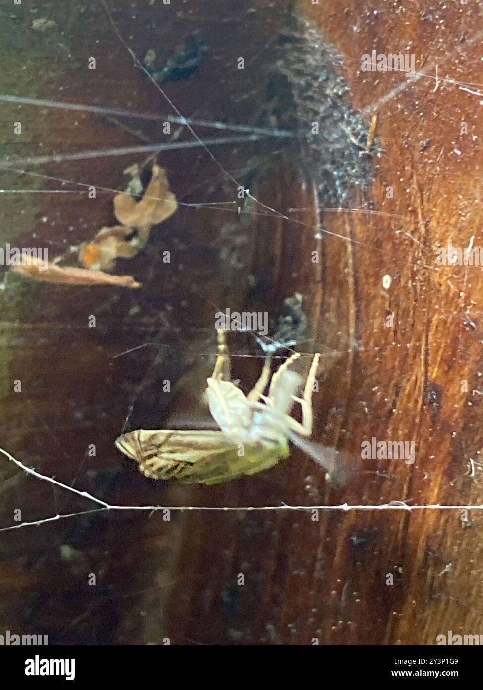 Hook-streaked Grass-veneer (Crambus lathoniellus) Insecta Stock Photo ...